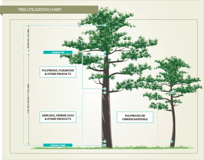 How Much Timber Does the US Harvest, and How is it Used?