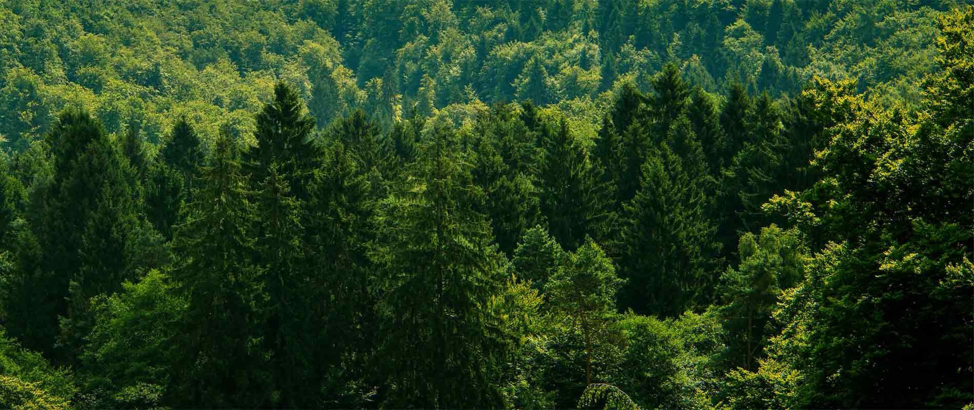 Timberland Management | ResourceWise Business Intelligence Solutions
