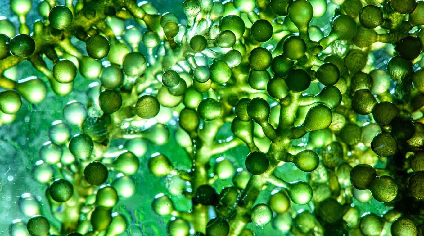 Biofuels & Decarbonization Solutions | Pricing, Market Insights