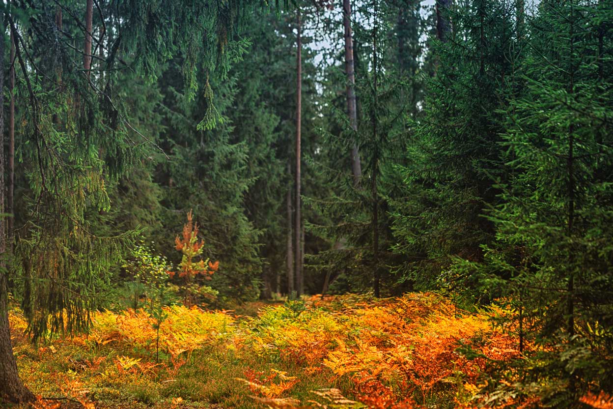 Latvian State of Emergency: Eight-Toothed Spruce Bark Beetle Threatens ...